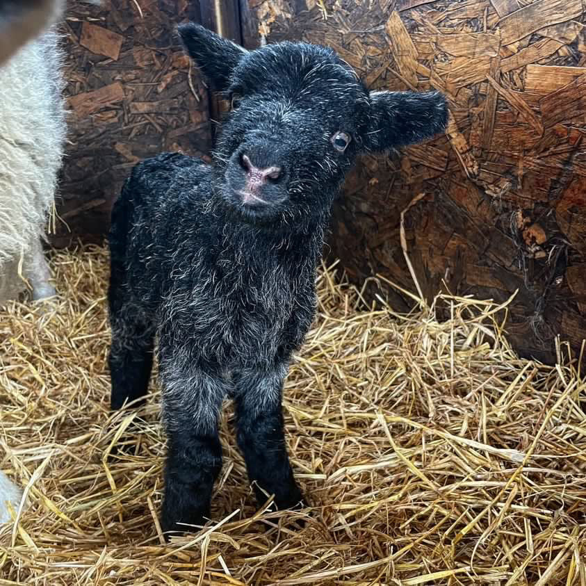 Herdwick Sheep Lambing Tips – The Herdy Company Ltd